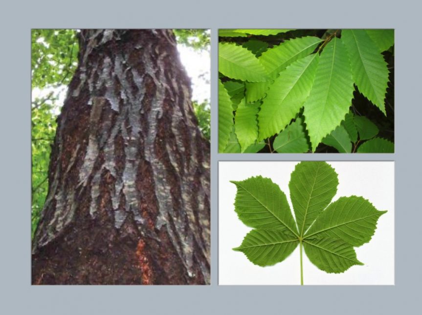 Wood Identification: The American Chestnut - Castanea dentata ...