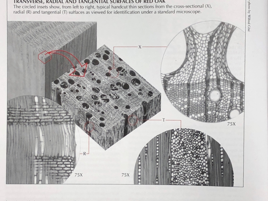 Wood Identification: The American Chestnut - Castanea dentata ...