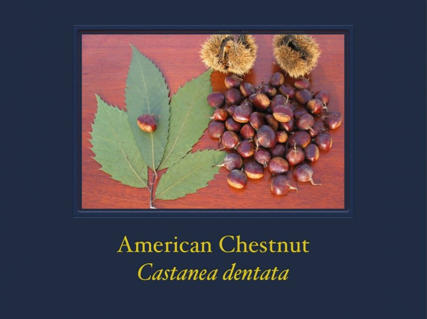 Wood Identification: The American Chestnut - Castanea dentata ...