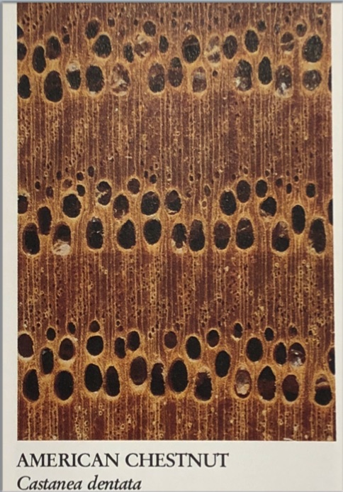 Wood Identification: The American Chestnut - Castanea dentata ...